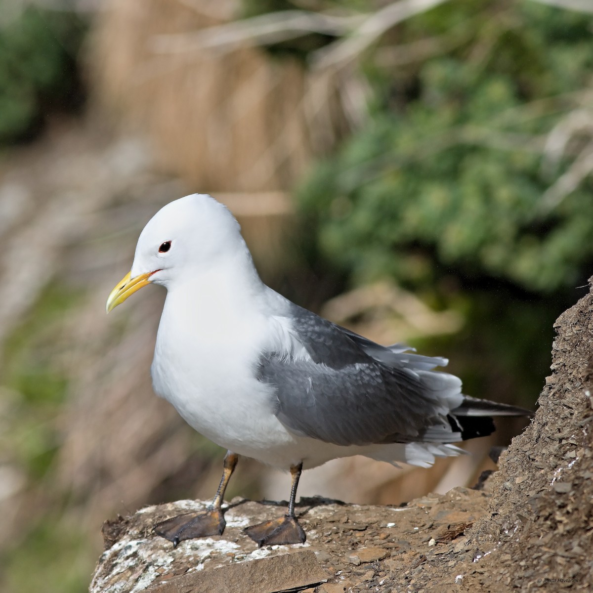 eBird Checklist - 7 Jun 2008 - Ekkerøy--Valen - 24 species