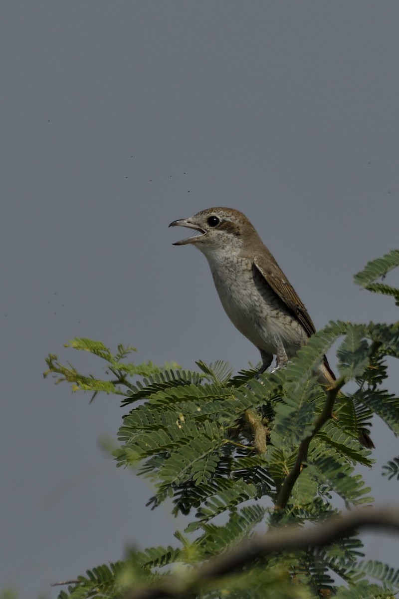 eBird India Checklist - 21 Oct 2023 - Vadla Dam (Sukhdisar Bird ...