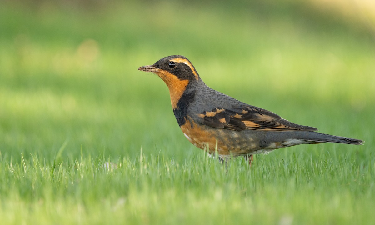 eBird Checklist - 19 Oct 2023 - Sun City Grand--Desert Springs Golf ...