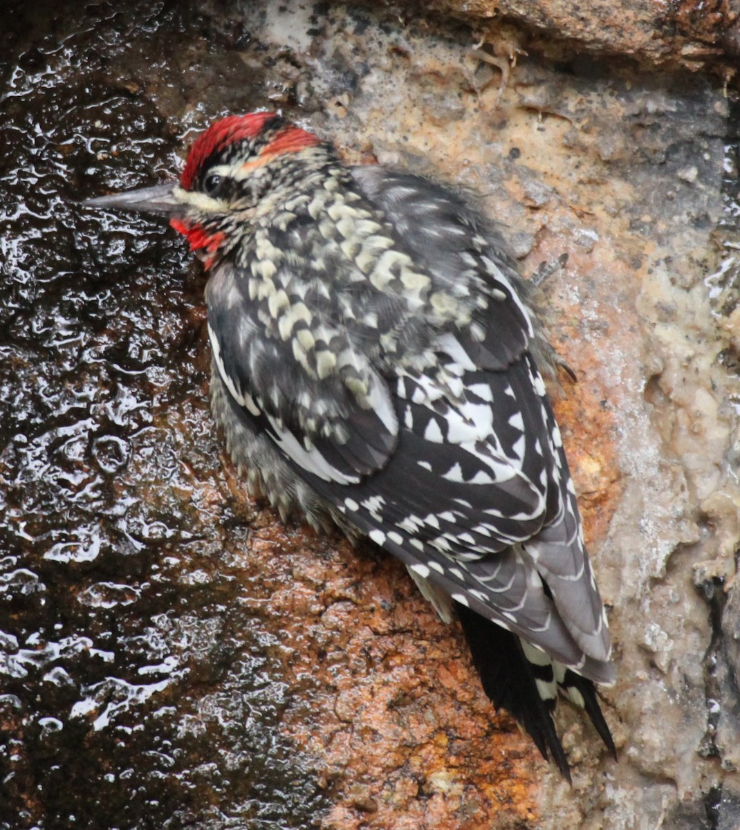 eBird Checklist - 21 Oct 2023 - Mule Pass Yard - 30 species