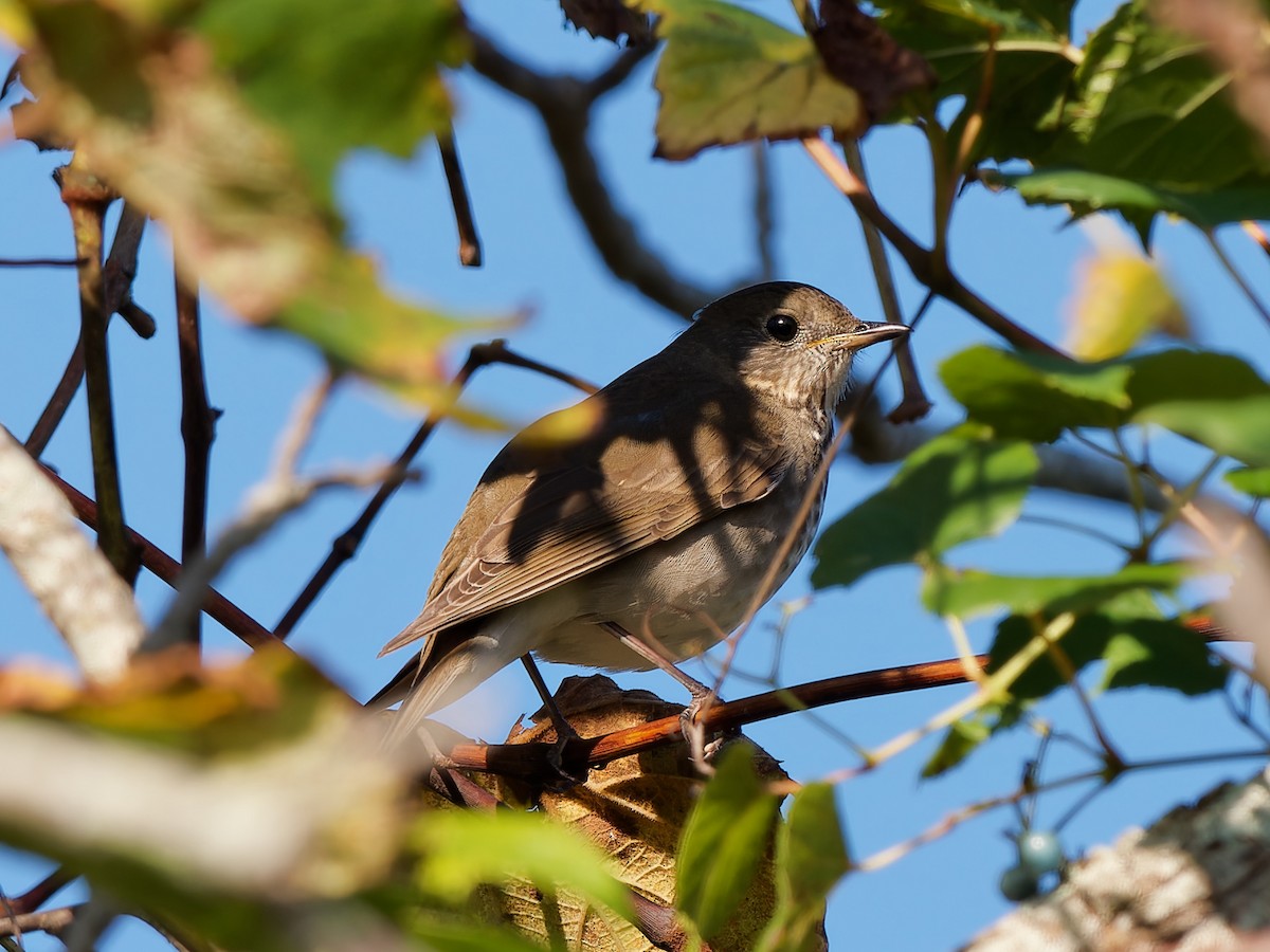 ML610207728 - Bicknell's Thrush - Macaulay Library