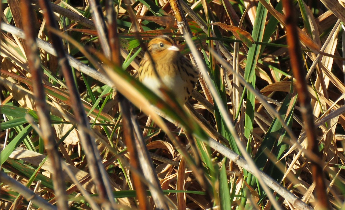 eBird Checklist - 21 Oct 2023 - Little Salt Fork Marsh - 10 species