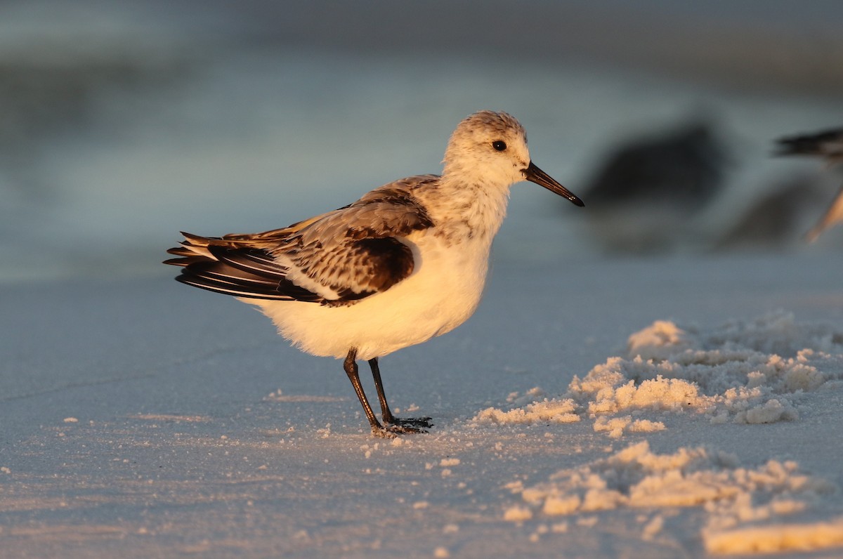 eBird Checklist - 21 Oct 2023 - Ed Walline Beach Access - 8 species