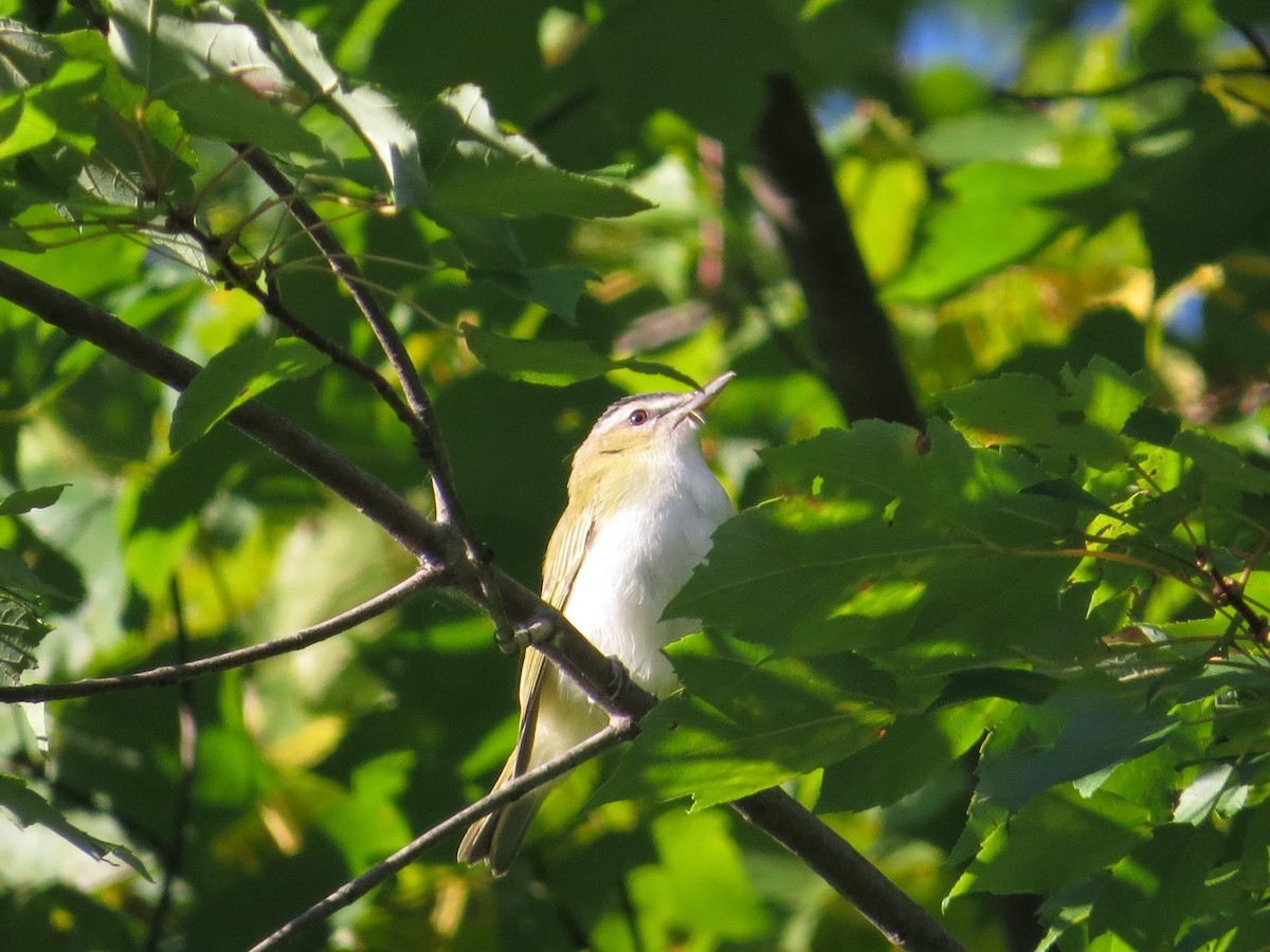 eBird Checklist - 14 Sep 2013 - Greenbelt Community Garden - Henry's ...