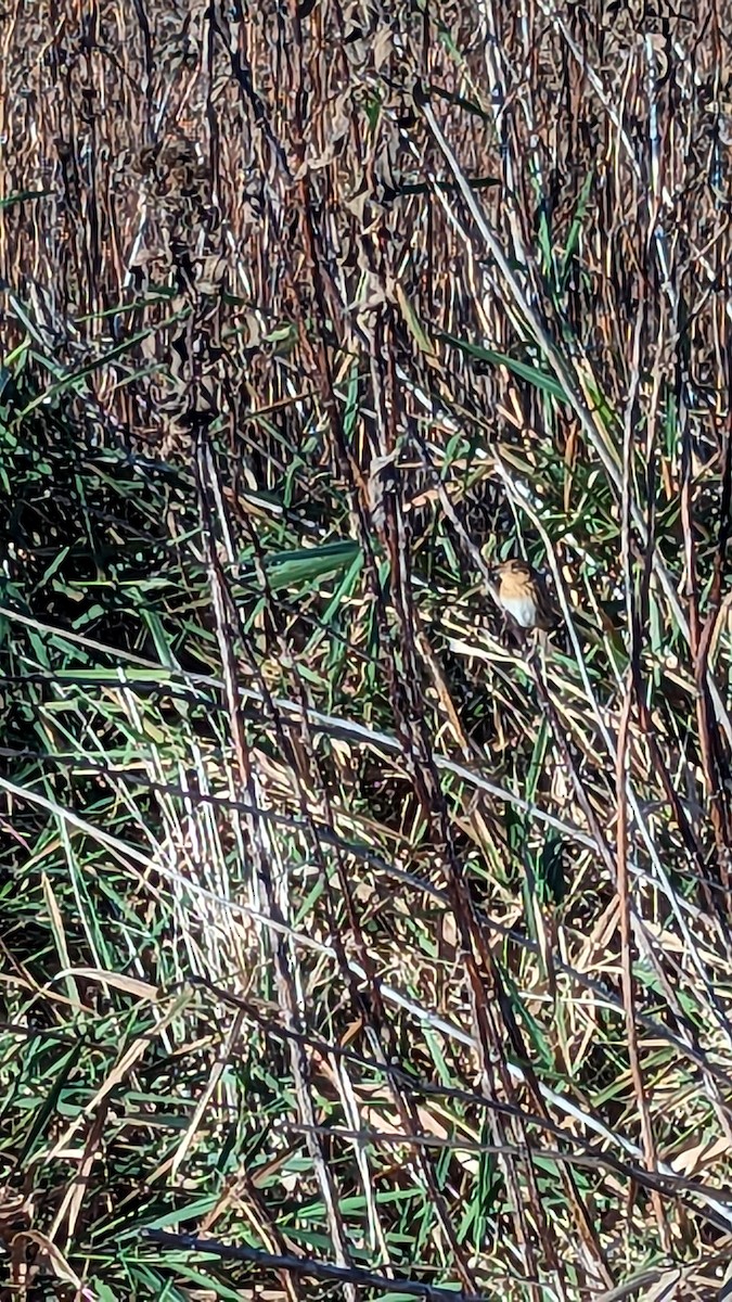 eBird Checklist - 21 Oct 2023 - Little Salt Fork Marsh - 27 species