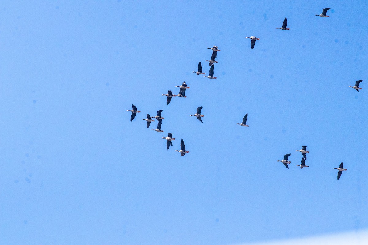 eBird Checklist - 21 Oct 2023 - Mahannah WMA - 18 species (+1 other taxa)