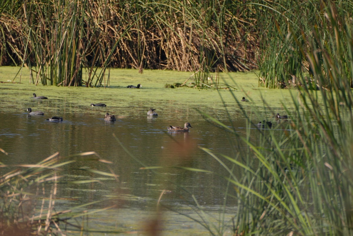 eBird Checklist - 21 Oct 2023 - Ballona Freshwater Marsh - 34 species