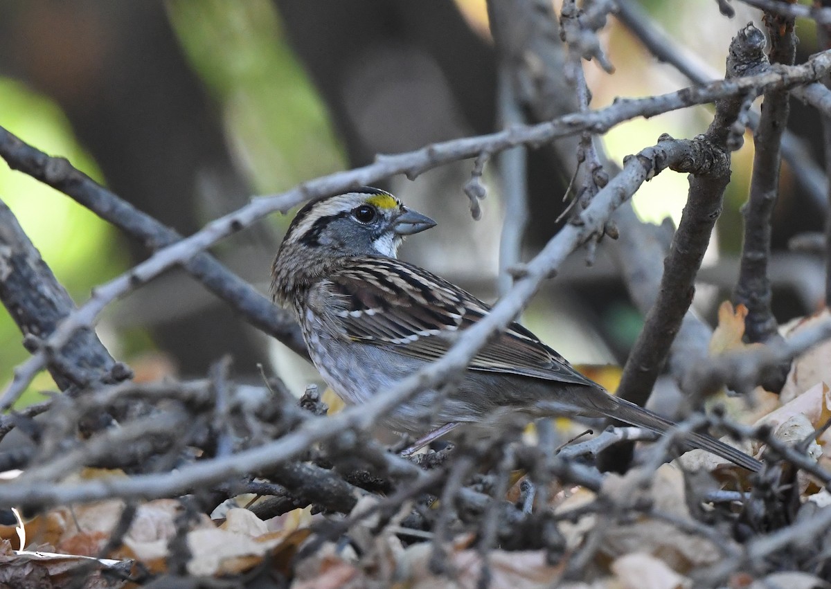 eBird Checklist - 21 Oct 2023 - UC Davis--Arboretum - 50 species (+2 ...