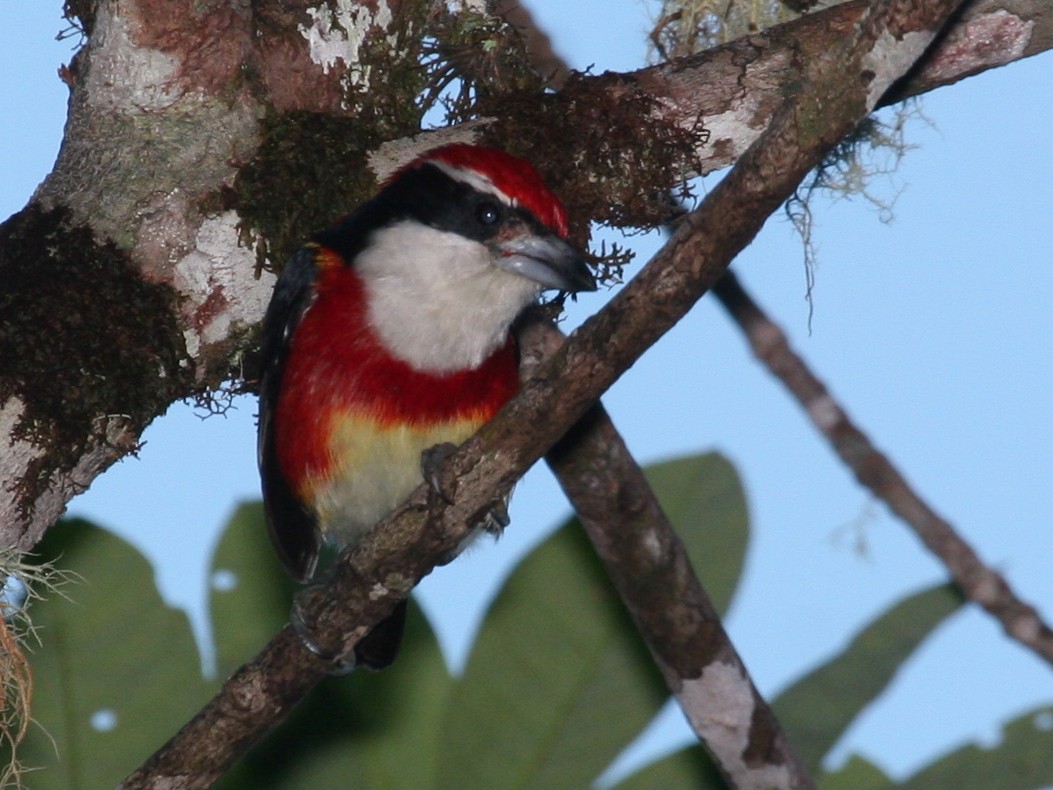 Sira Barbet - eBird