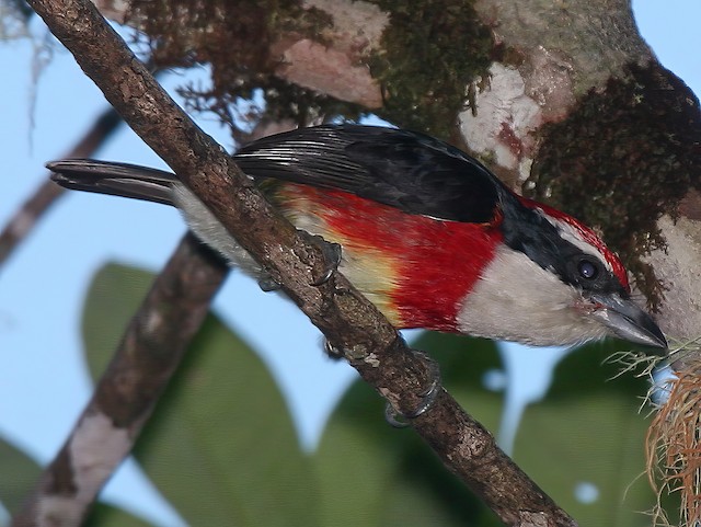 Photos - Sira Barbet - Capito fitzpatricki - Birds of the World