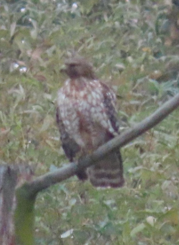 eBird Checklist - 21 Oct 2023 - Hansen Creek Restoration Project - 10 ...