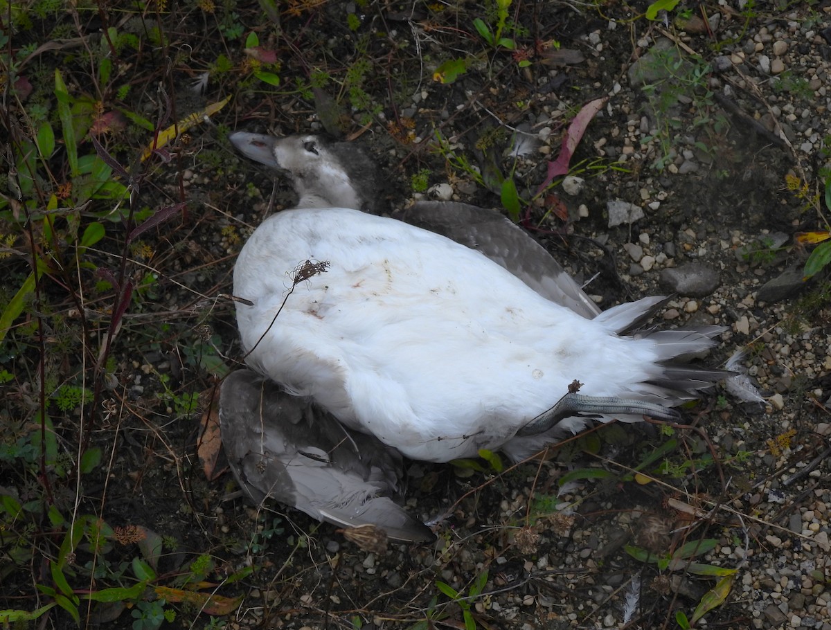 eBird Checklist - 21 Oct 2023 - Hibou CA - 20 species