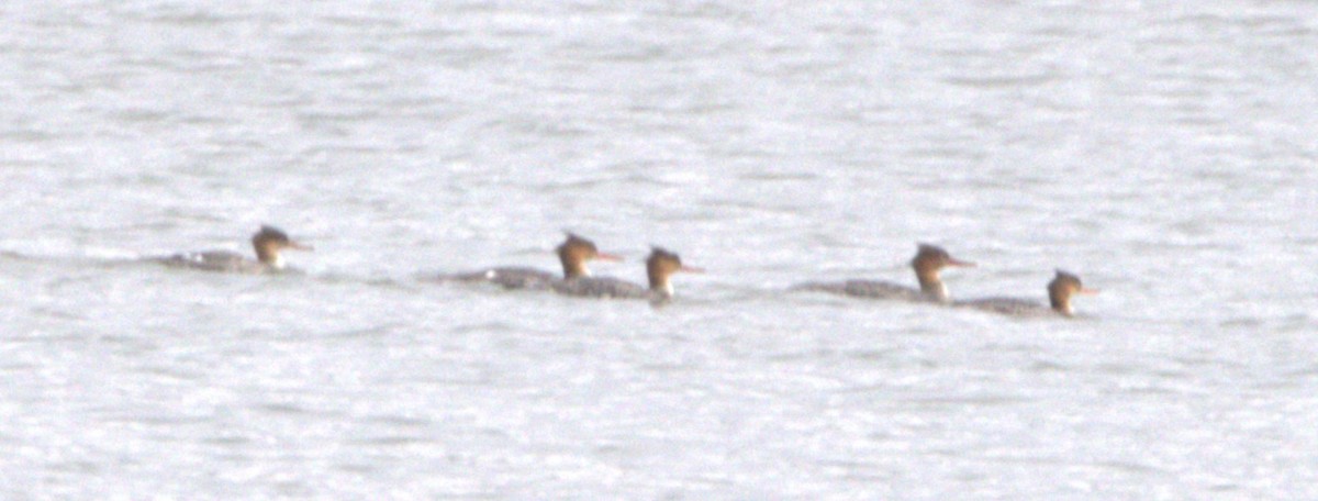 eBird Checklist - 21 Oct 2023 - Lisle Park & Keibel Rd. - 46 species