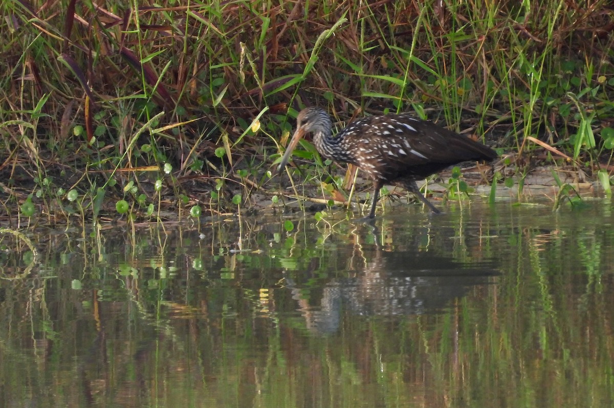 eBird Checklist - 22 Oct 2023 - Lake Blanche Drive/Berry Pick area - 50 ...