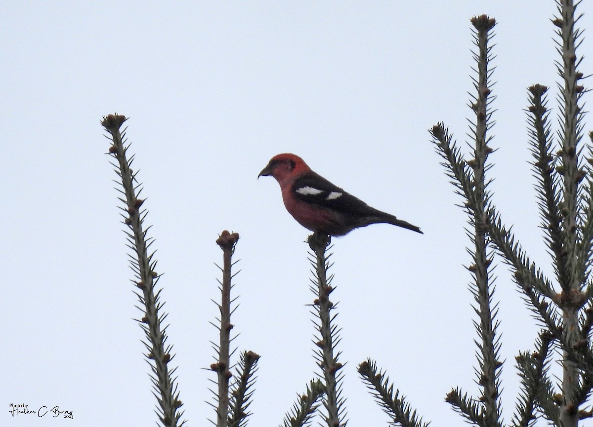 eBird Checklist - 22 Oct 2023 - PRIVATE Lakeshore Rd, Deckerville US-MI ...