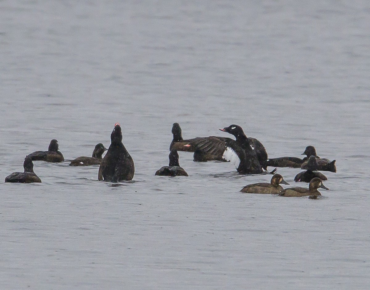 eBird Checklist - 22 Oct 2023 - Lac des Français - 18 species