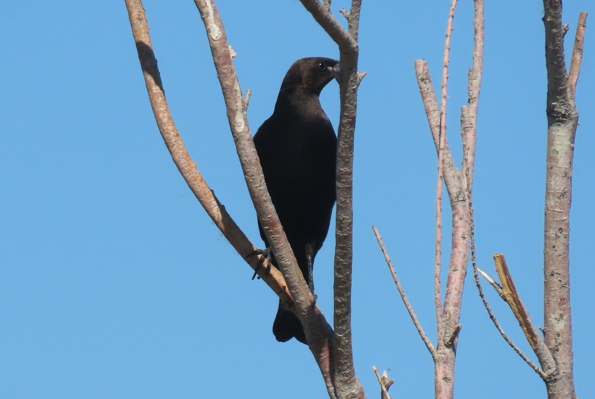 eBird Checklist - 20 Oct 2023 - Piute Ponds (permit required) - 34 species