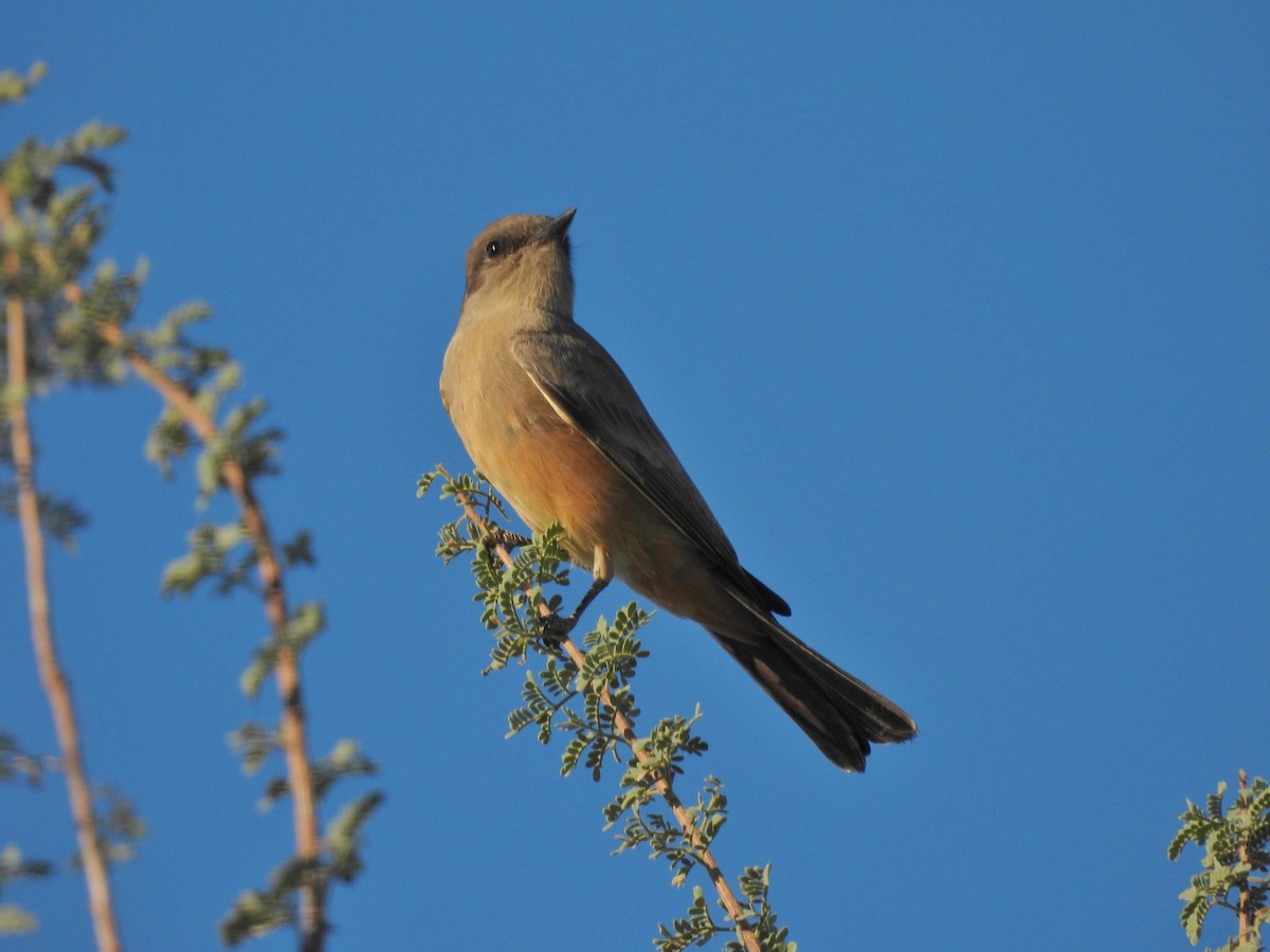 eBird Checklist - 22 Oct 2023 - Veterans Oasis Park - 36 species (+1 ...