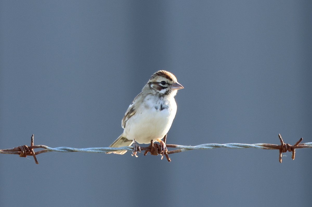 eBird Checklist - 22 Oct 2023 - Alligator River NWR - 27 species