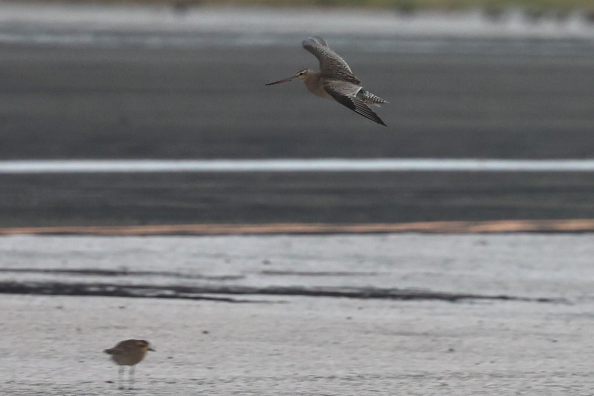 eBird Checklist - 21 Oct 2023 - Midway Atoll NWR--Sand Island - 21 species