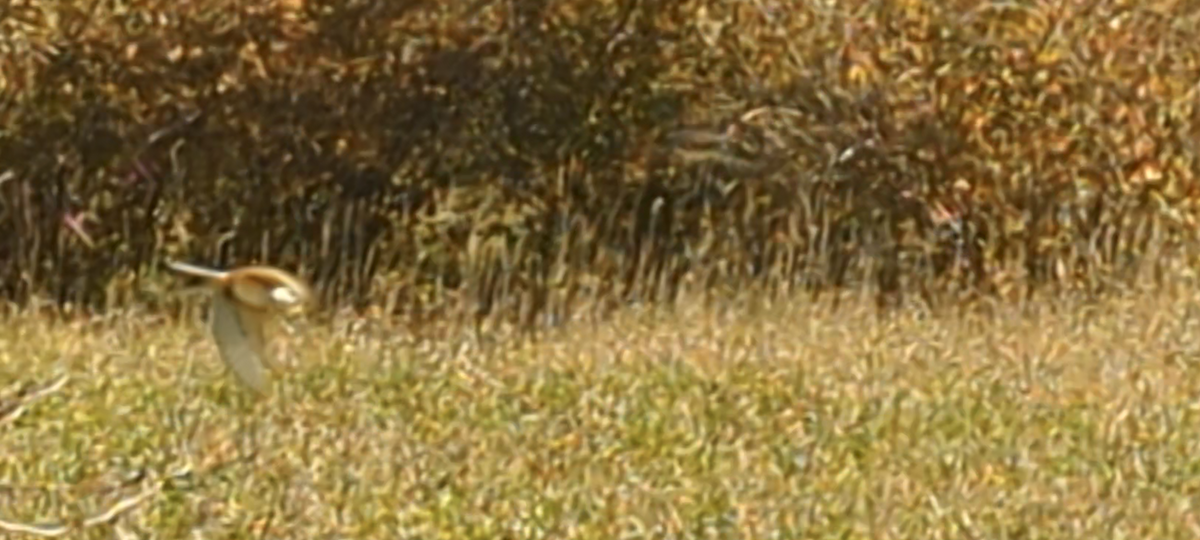 eBird Checklist - 22 Oct 2023 - Chippewa Falls /Wissota - 12 species