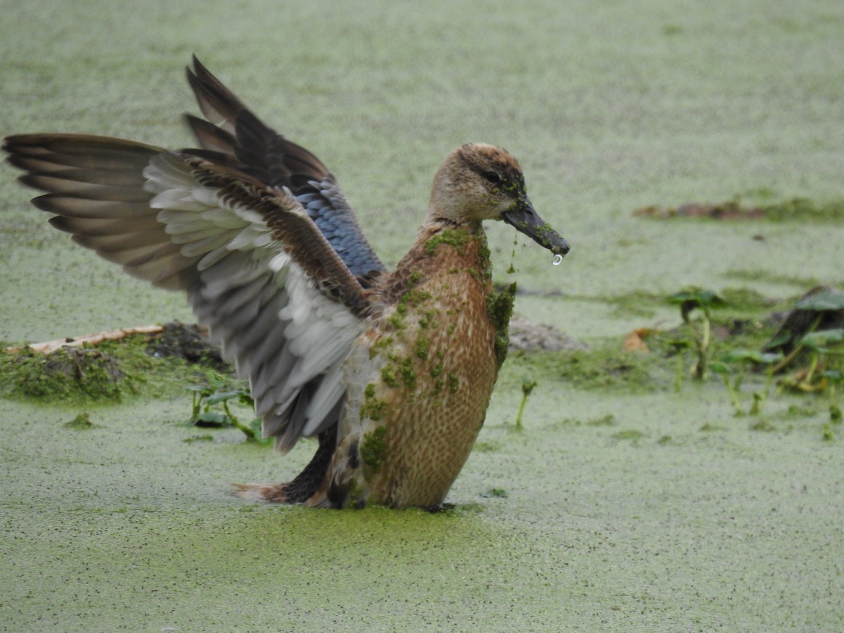 eBird Checklist - 17 Oct 2023 - Arcata Marsh--Allen Marsh - 9 species