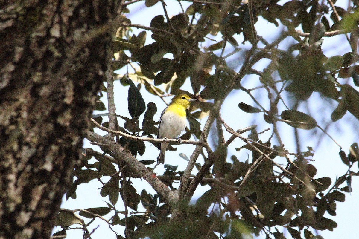 eBird Checklist - 22 Oct 2023 - Loxahatchee NWR - 42 species (+1 other ...