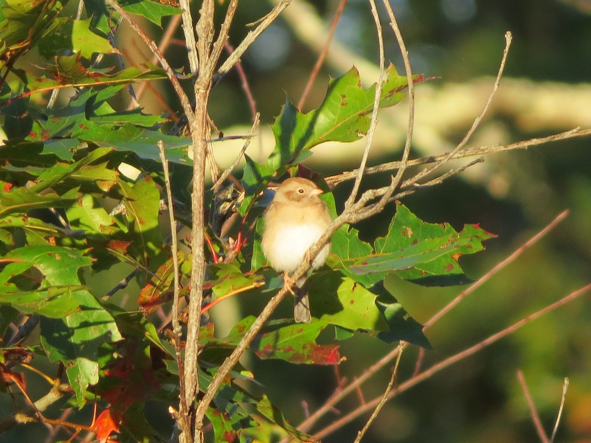 Mass Audubon eBird Checklist - 22 Oct 2023 - Frances A. Crane WMA - 25 ...