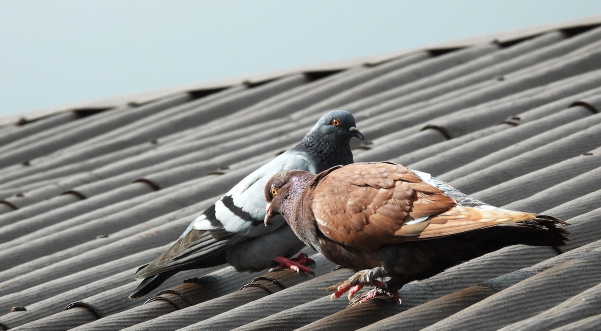 eBird Caribbean Checklist - 22 Oct 2023 - Parque y Paseo Tablado del ...