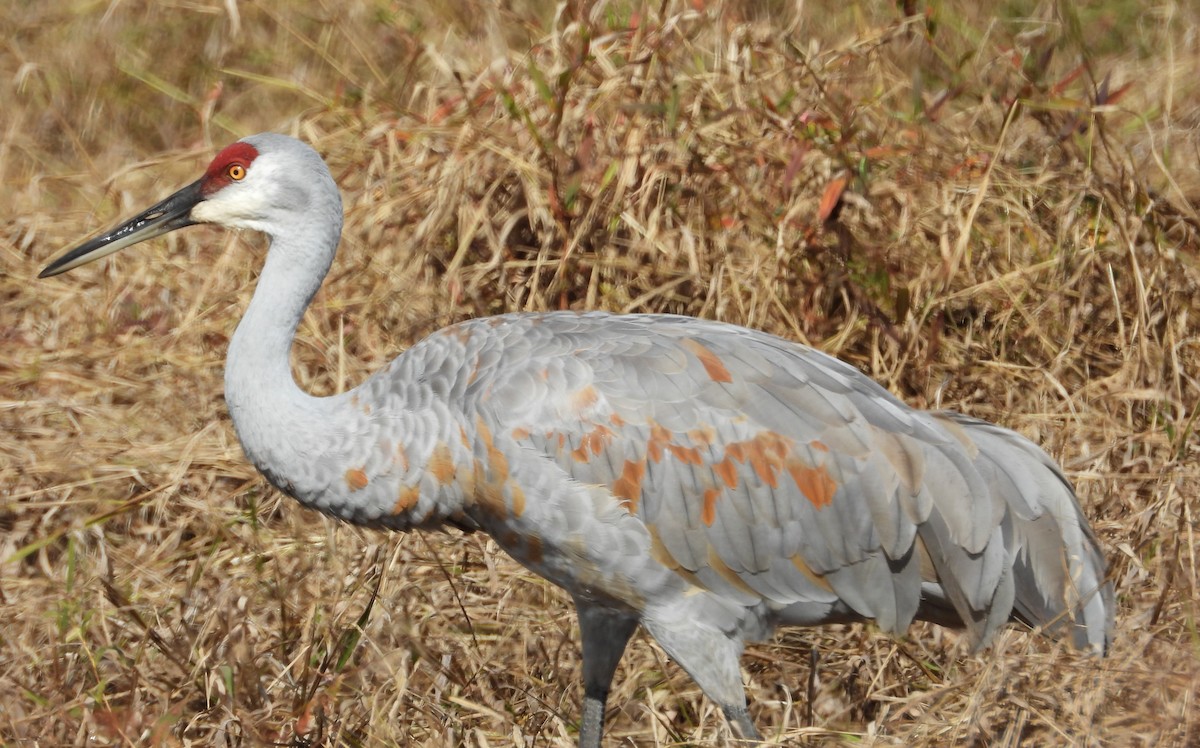 eBird Checklist - 22 Oct 2023 - Indiana Dunes NP--Great Marsh Trail ...