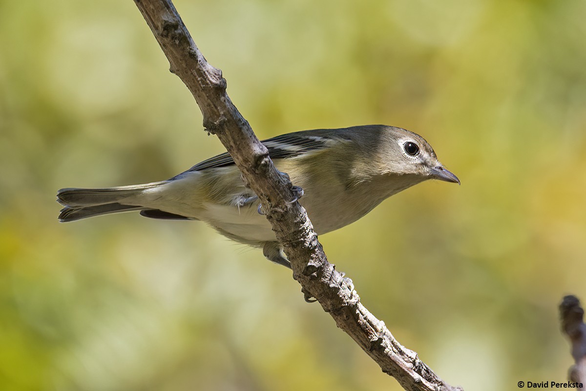 eBird Checklist - 22 Oct 2023 - Pt. Mugu SP--Sycamore Canyon - 35 ...