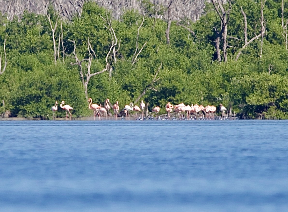 eBird Checklist - 21 Oct 2023 - Everglades NP--Snake Bight Canoe Launch ...