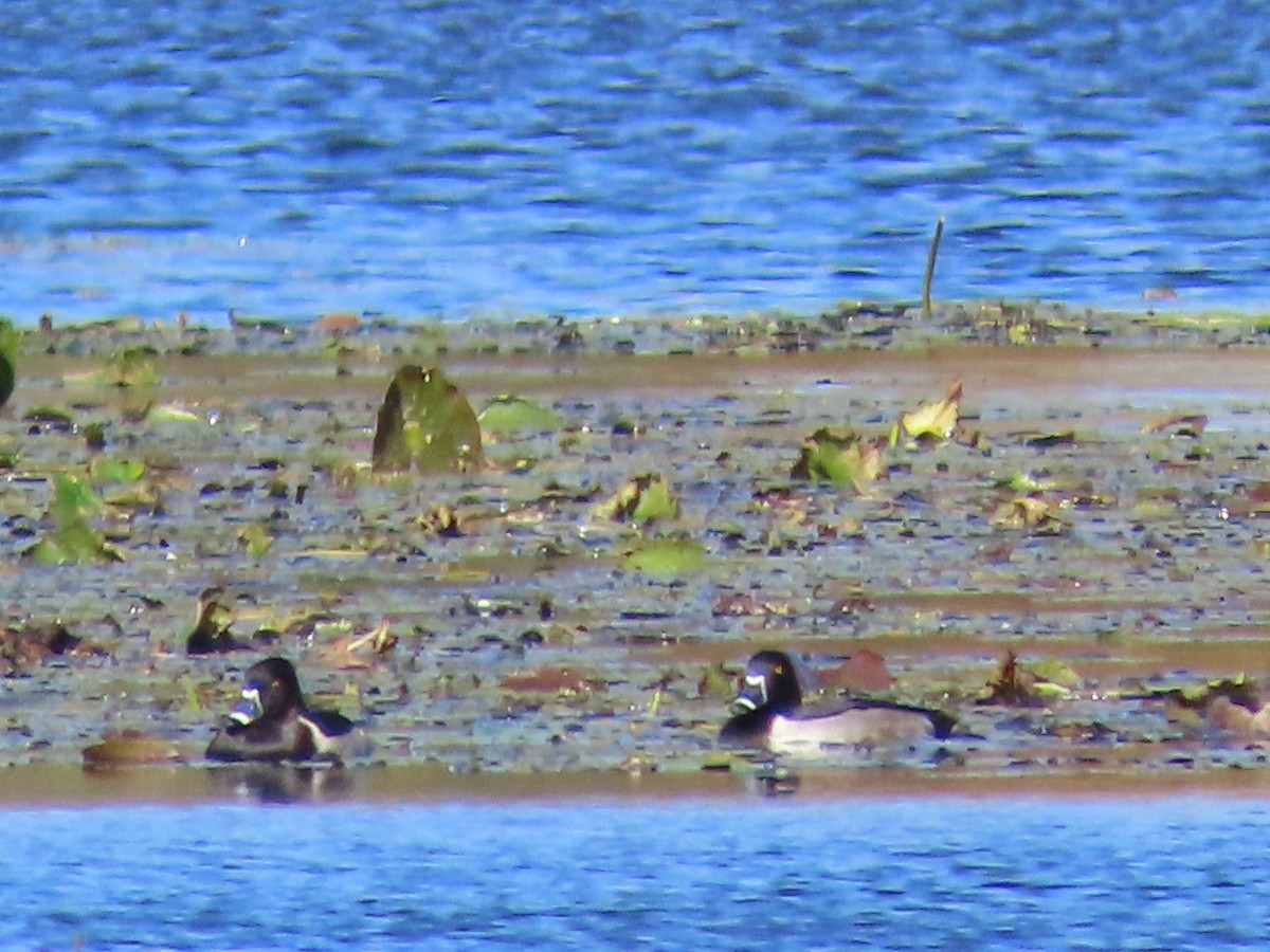 eBird Checklist - 22 Oct 2023 - Cedar Swamp Wetland Conservation Area ...
