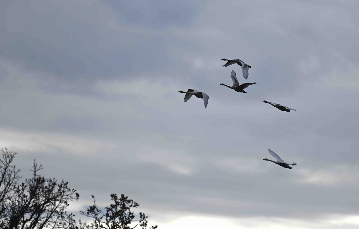 eBird Checklist - 23 Oct 2023 - Station 7 (Guesthouse by pond complex ...