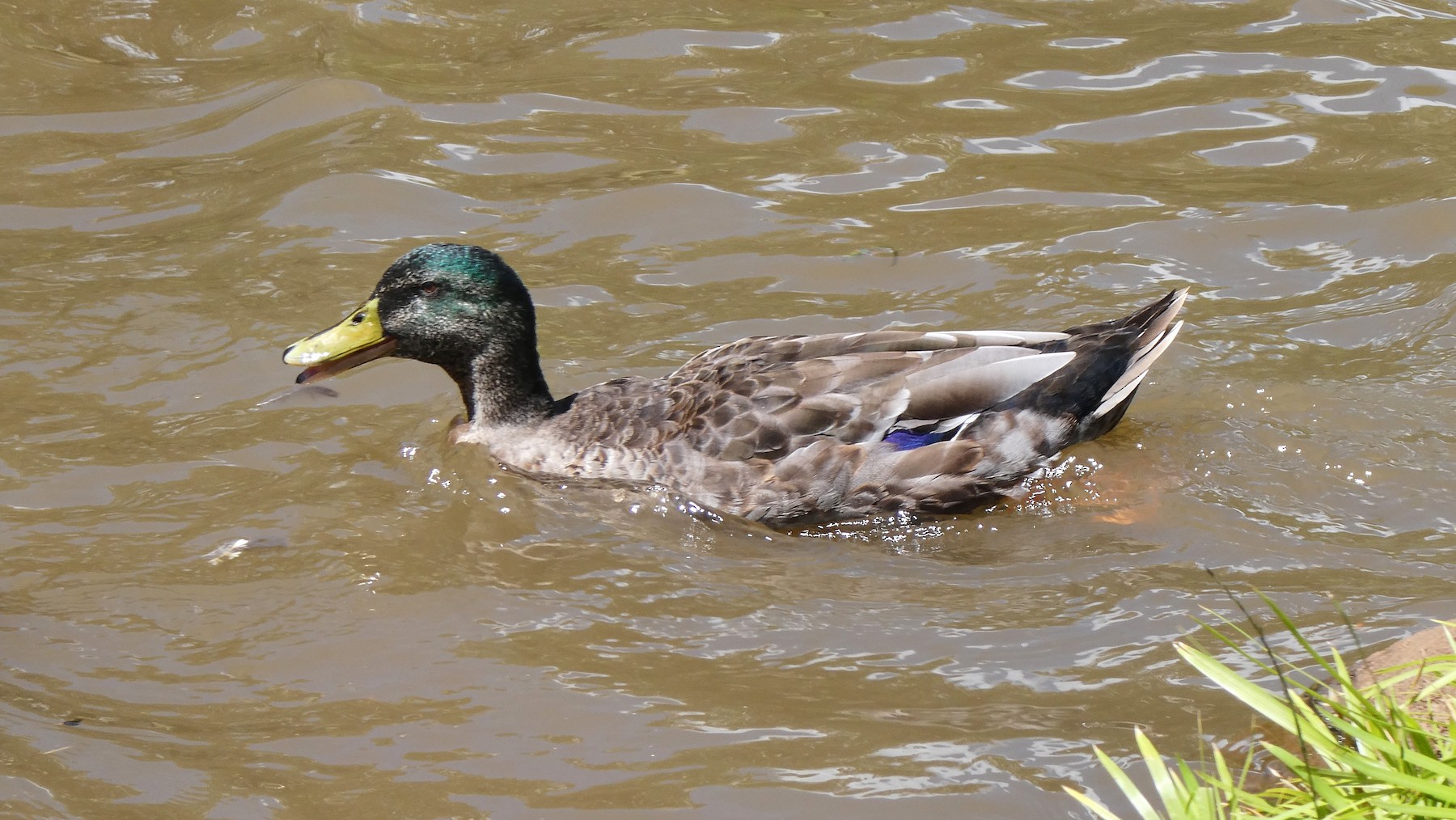 Mallard/Hawaiian Duck - eBird