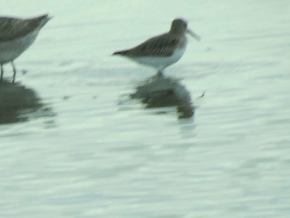 eBird Checklist - 21 Oct 2023 - Shepard ( General) - 34 species