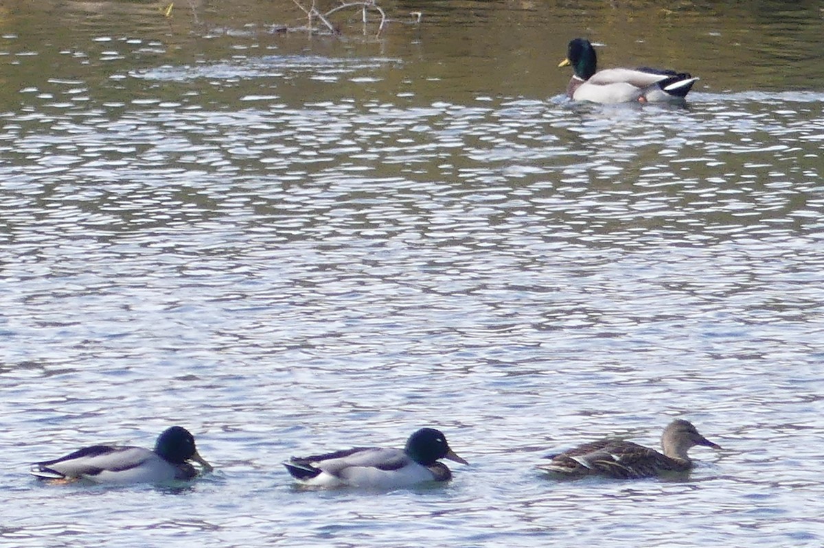 eBird Canada Checklist - 23 Oct 2023 - Stratford Storm Water Pond Erie ...