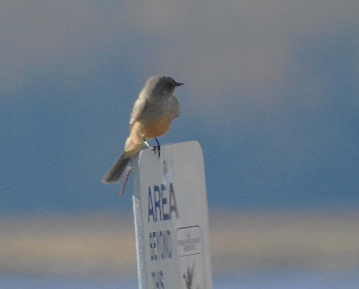 eBird Checklist - 23 Oct 2023 - Parker River NWR - 42 species