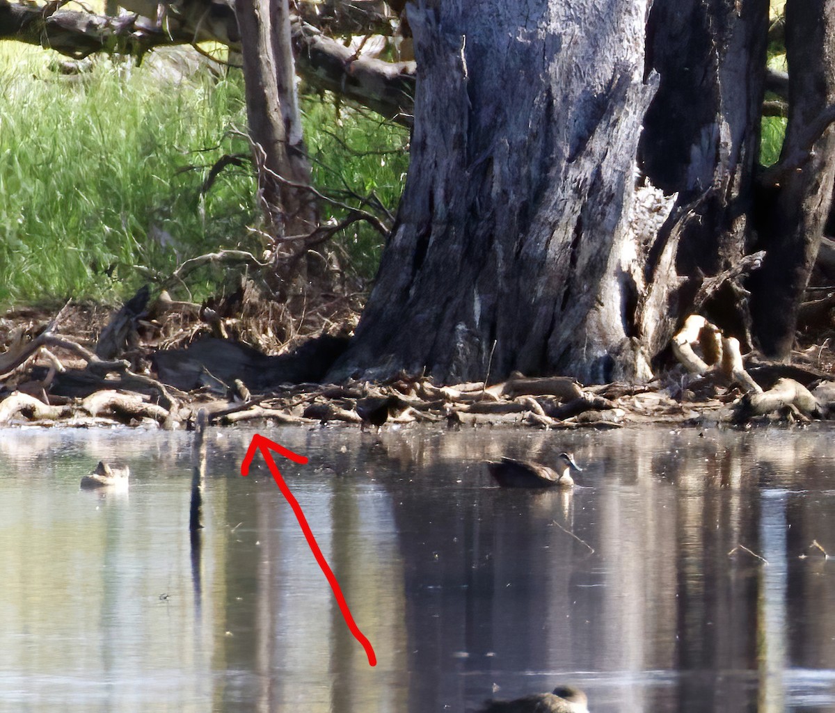 eBird Checklist - 23 Oct 2023 - Bells Swamp - 24 species