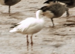 eBird Checklist - 23 Oct 2023 - Tidal Bore Road - 9 species