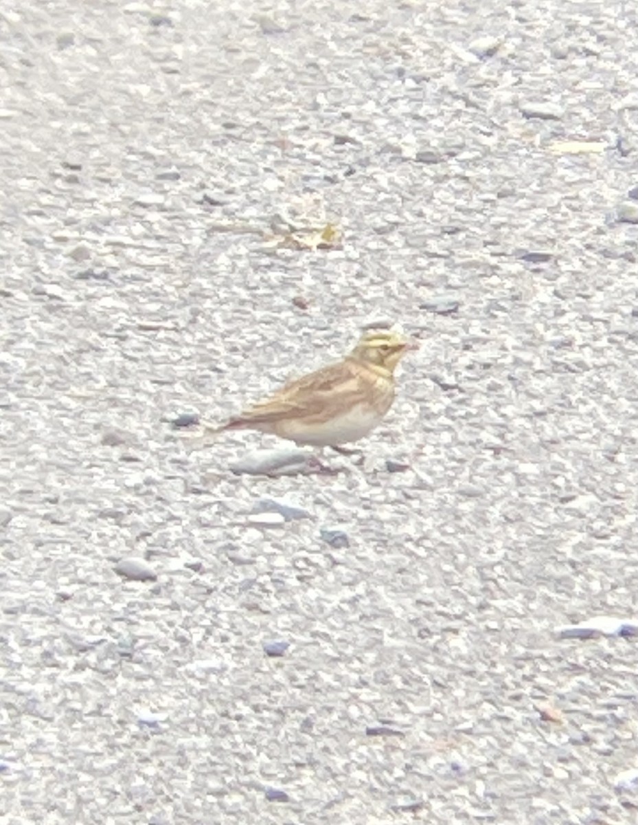 eBird Checklist - 23 Oct 2023 - B&A Railroad Road North - 14 species ...