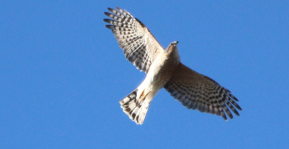 eBird Checklist - 23 Oct 2023 - Palisades Park IBA--State Line Lookout ...
