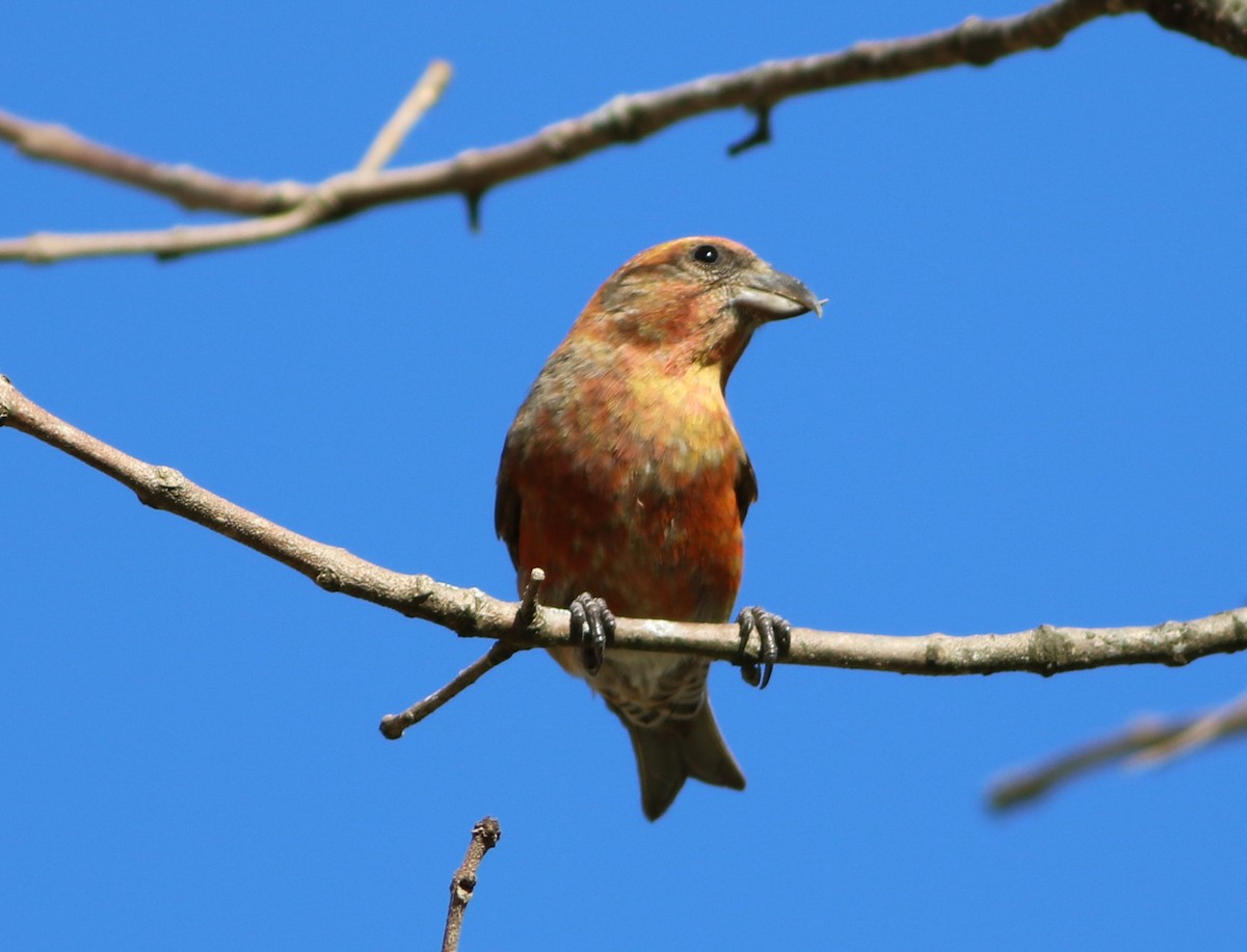 eBird Checklist - 23 Oct 2023 - Moses H. Cone Memorial Park - 14 species