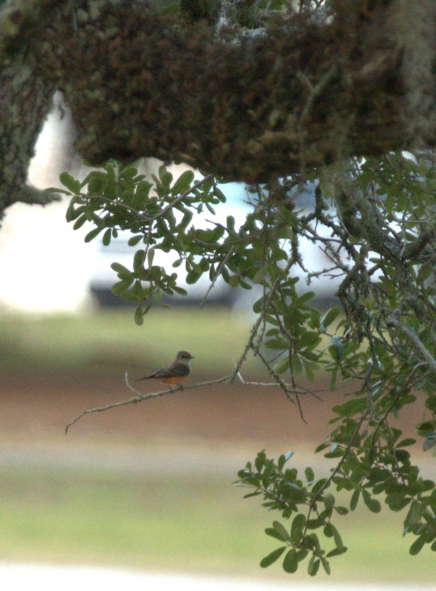 eBird Checklist - 22 Oct 2023 - Battery Park - 11 species