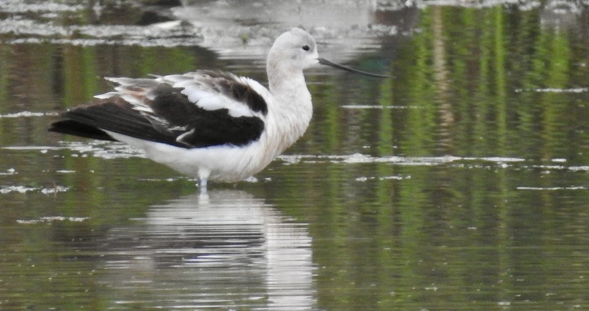 New York Breeding Bird Atlas Checklist - 17 Oct 2023 - Tifft Nature ...