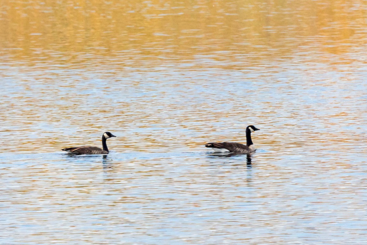 eBird Checklist - 23 Oct 2023 - Goose Ponds - 16 species