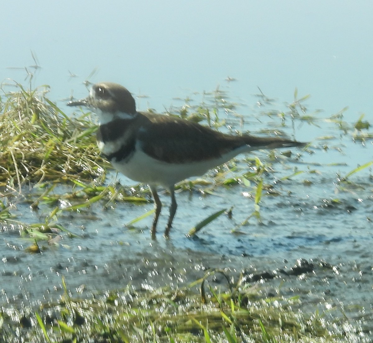 eBird Checklist - 23 Oct 2023 - Hardee Lakes Park - 32 species