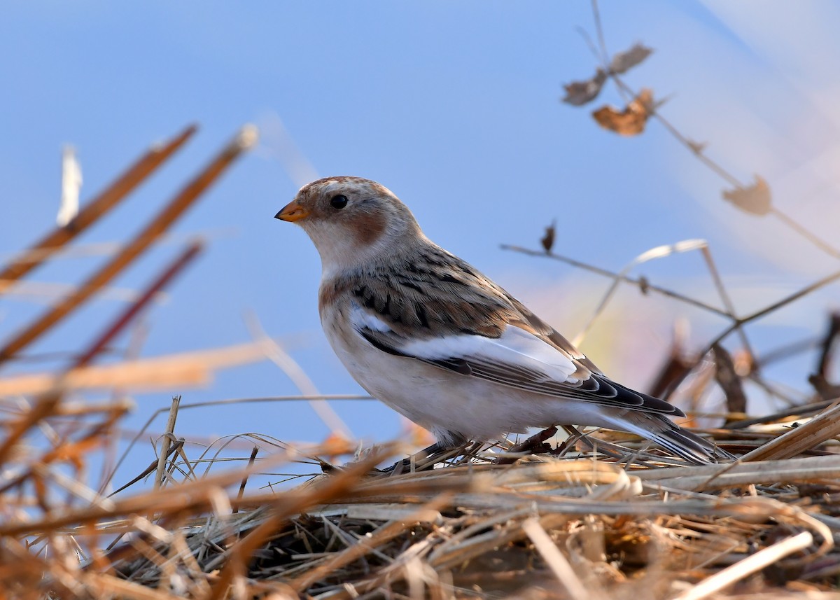 eBird Checklist - 23 Oct 2023 - Crex Meadows SWA - 15 species