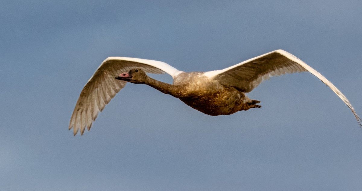 eBird Checklist - 23 Oct 2023 - Crex Meadows SWA - 19 species