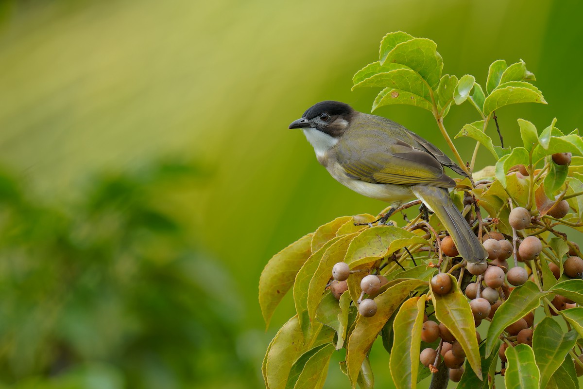 Light-vented Bulbul - Pycnonotus sinensis - Media Search - Macaulay ...